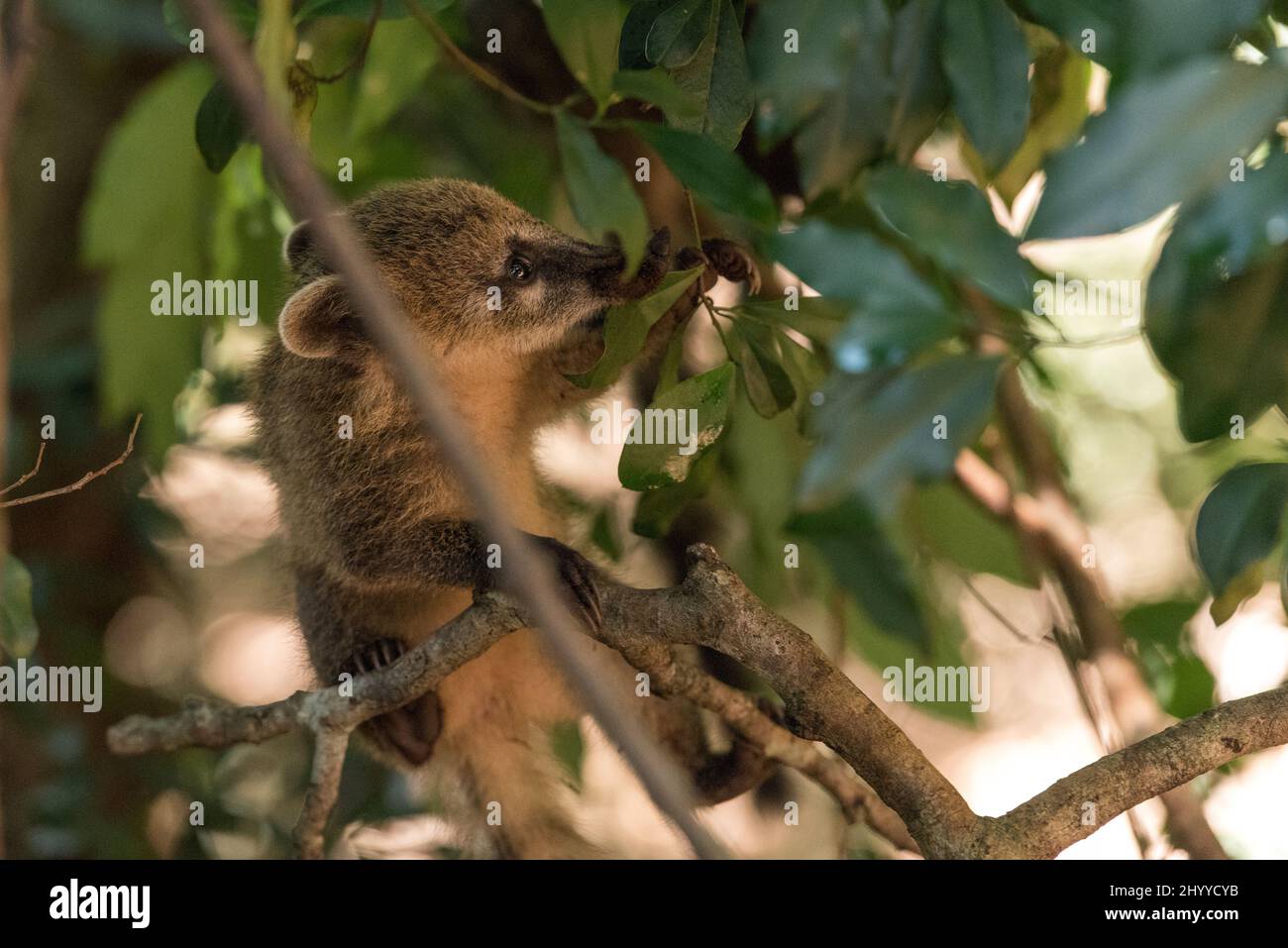 Cute baby coati (Nasua) climbing on the tree Stock Photo - Alamy