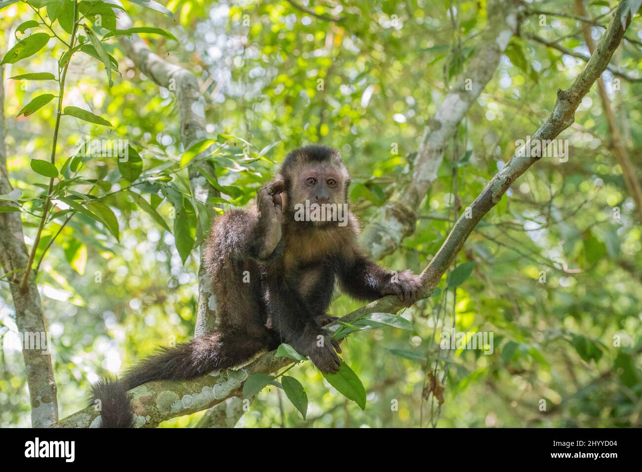 Cute black capuchin (Sapajus nigritus) sitting on a branch Stock Photo ...