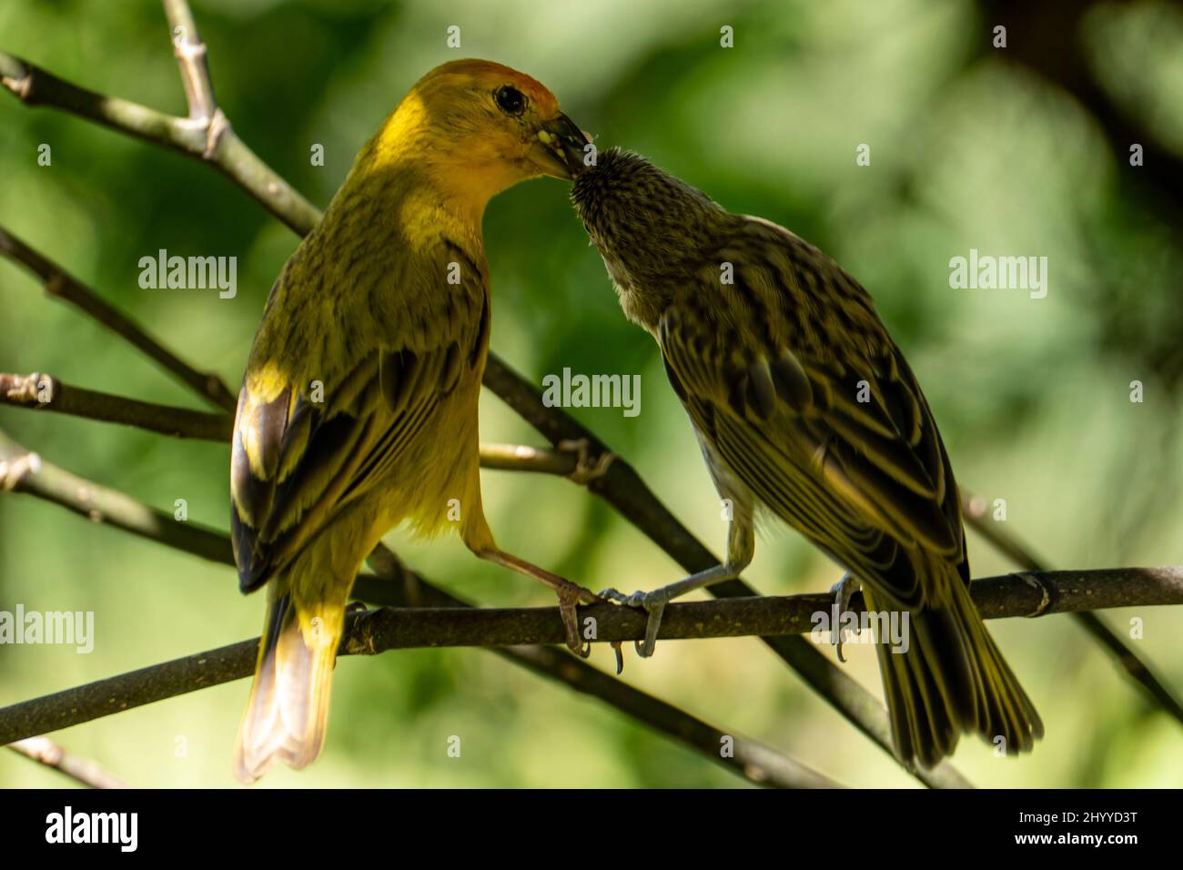 Saffron finch (Sicalis flaveola) feeding baby bird also known as ...