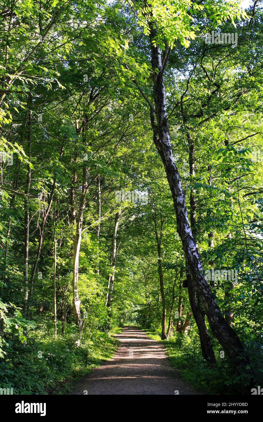Perspective view of tree-lined pathway at forest in Itzehoe, Germany ...