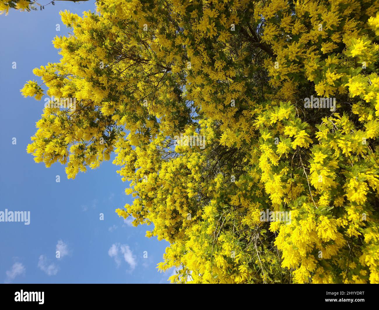 Blooming tree of a black wattle in the blue sky background Stock Photo ...