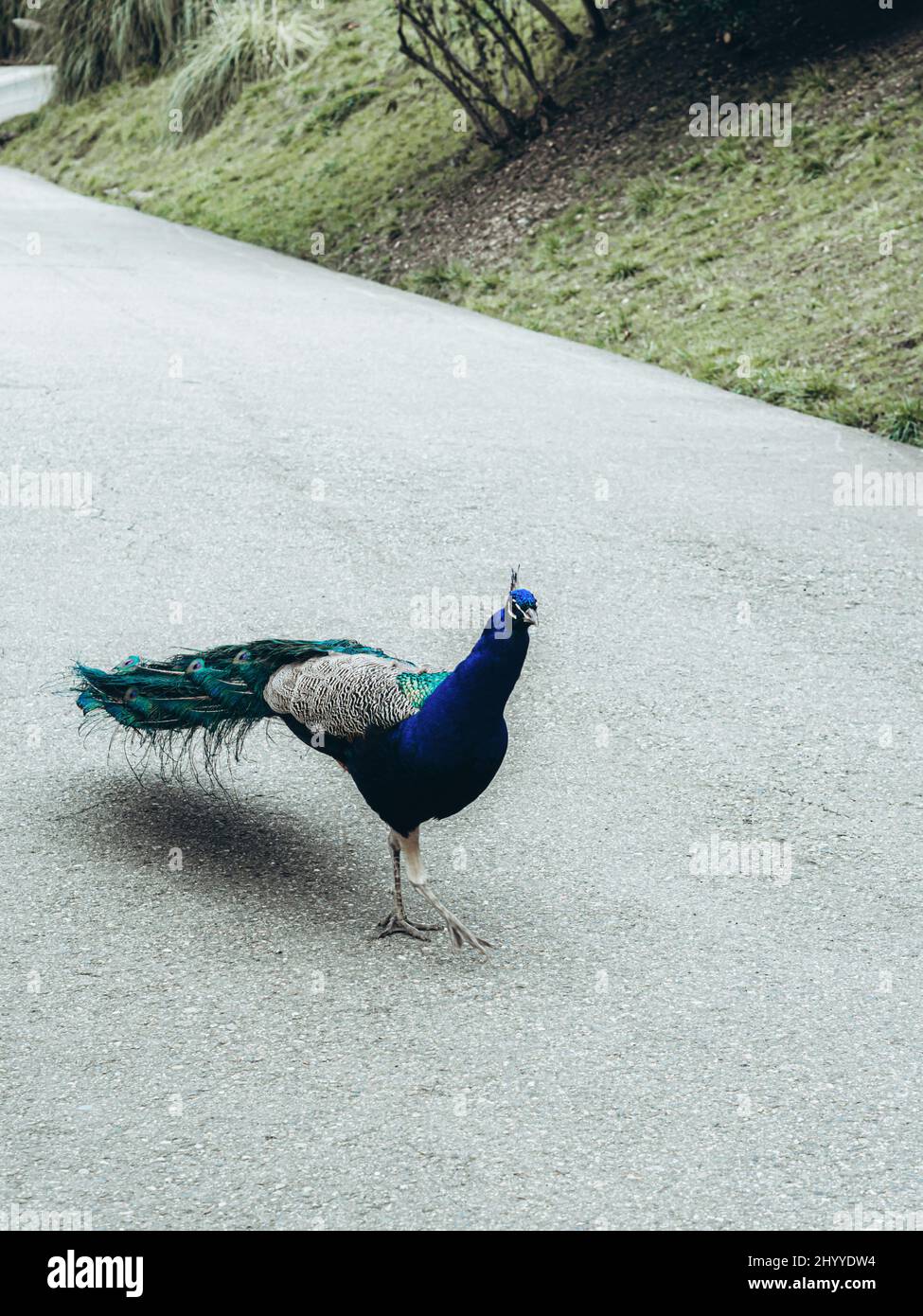Peacock blue texture hi-res stock photography and images - Alamy