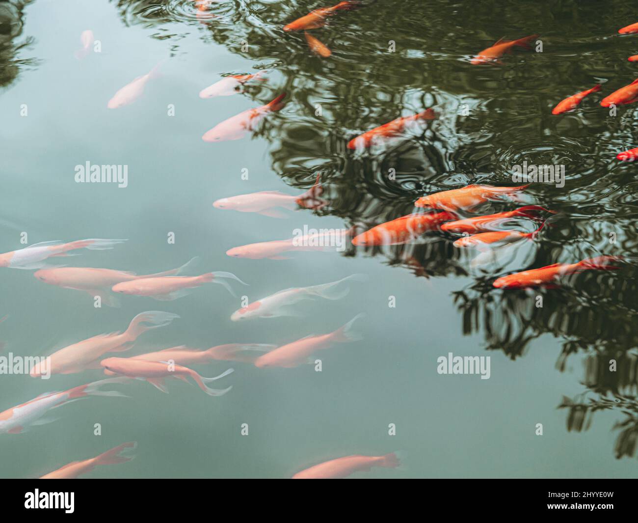 Koi fish or carp fish swimming in the pond Stock Photo - Alamy