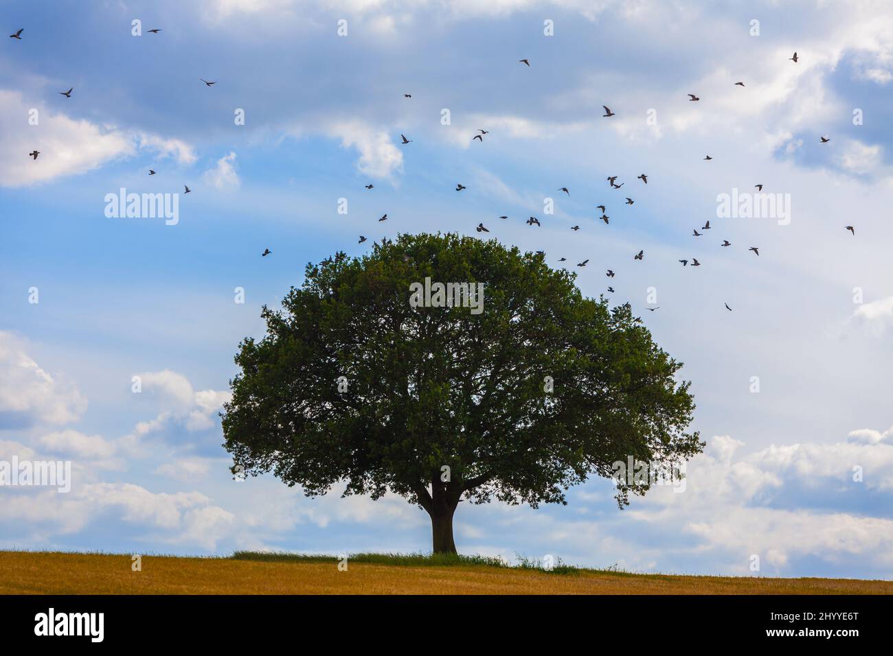 Birds flying around an oak tree on the horizon with blue sky and clouds ...