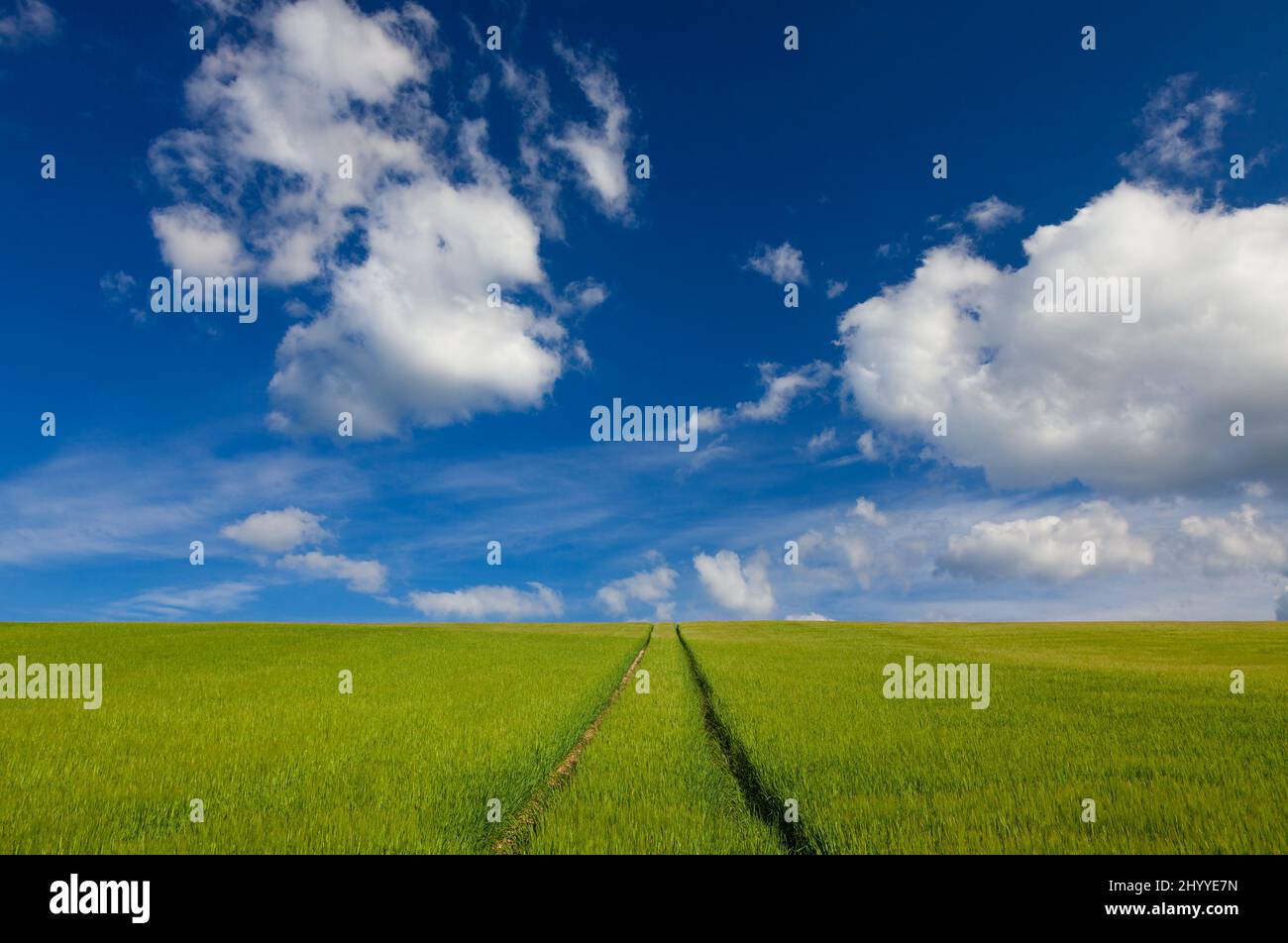 Path going to the horizon in a green field with blue sky and clouds ...