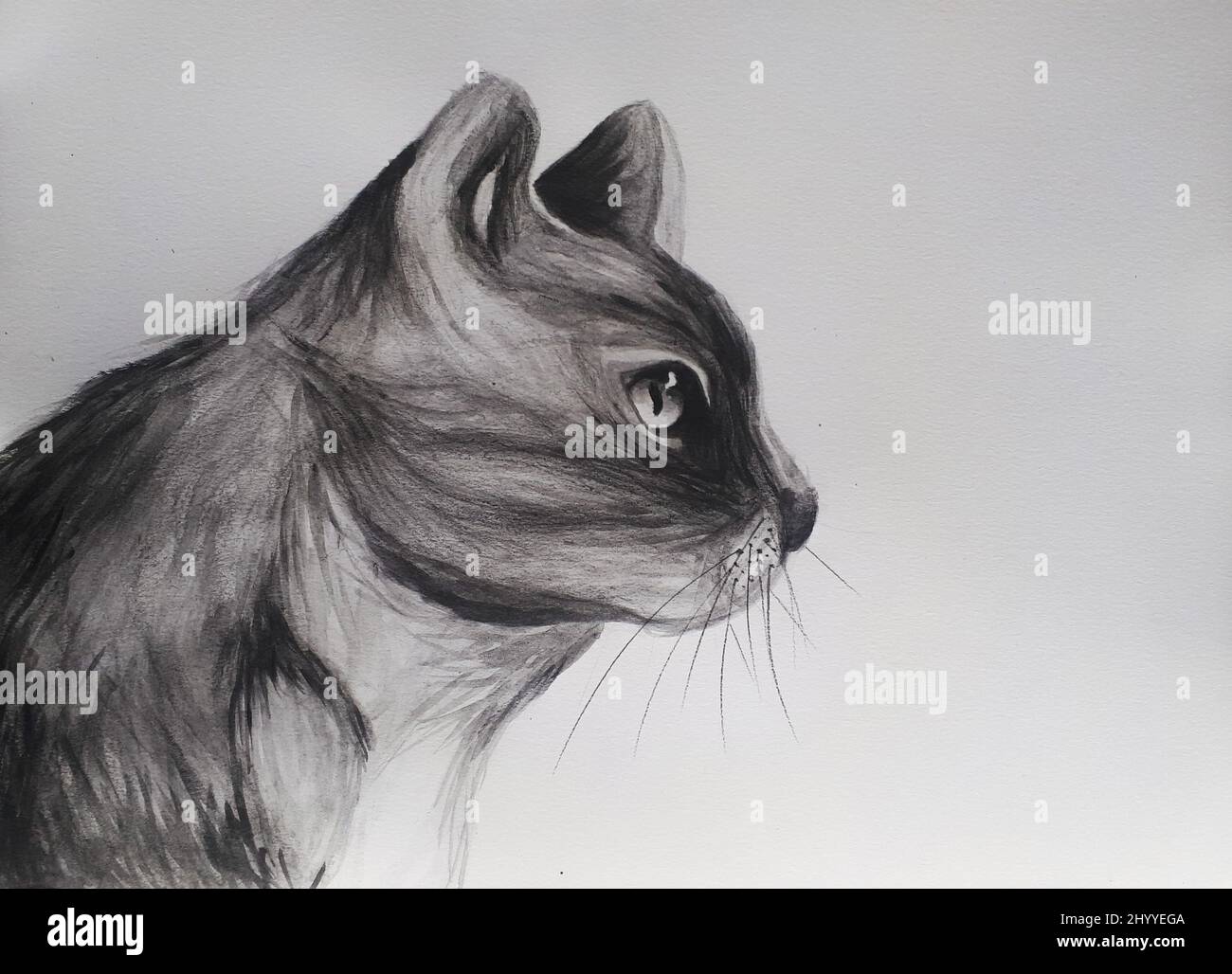 Lateral Recumbent Cat