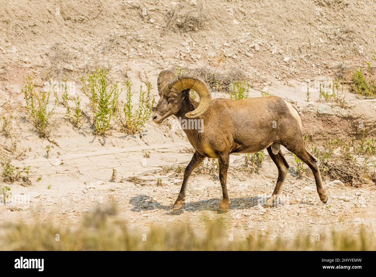 Sheep walking in south dakota hi-res stock photography and images - Alamy