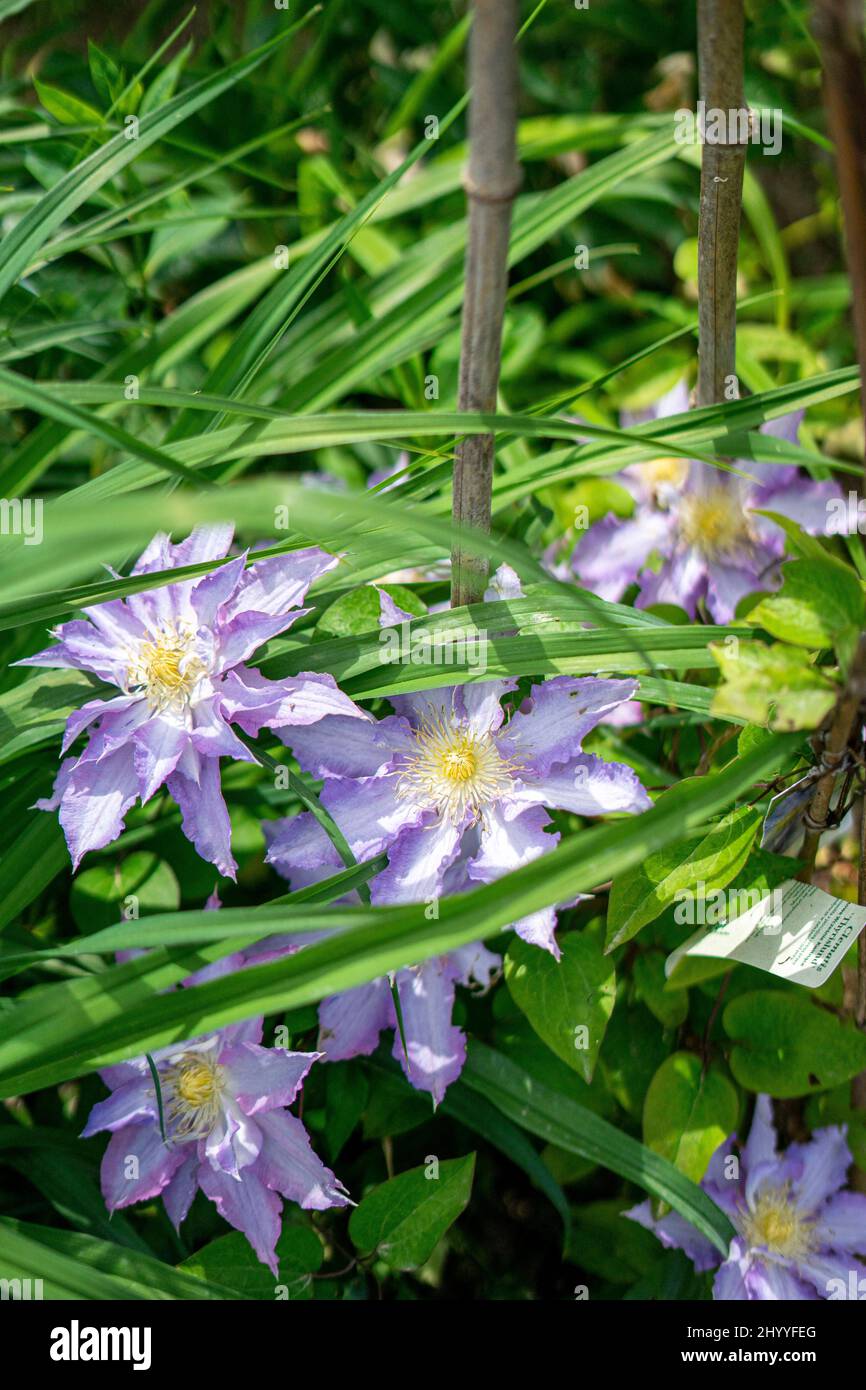 violet blossoms growing in summer in a lush garden Stock Photo - Alamy