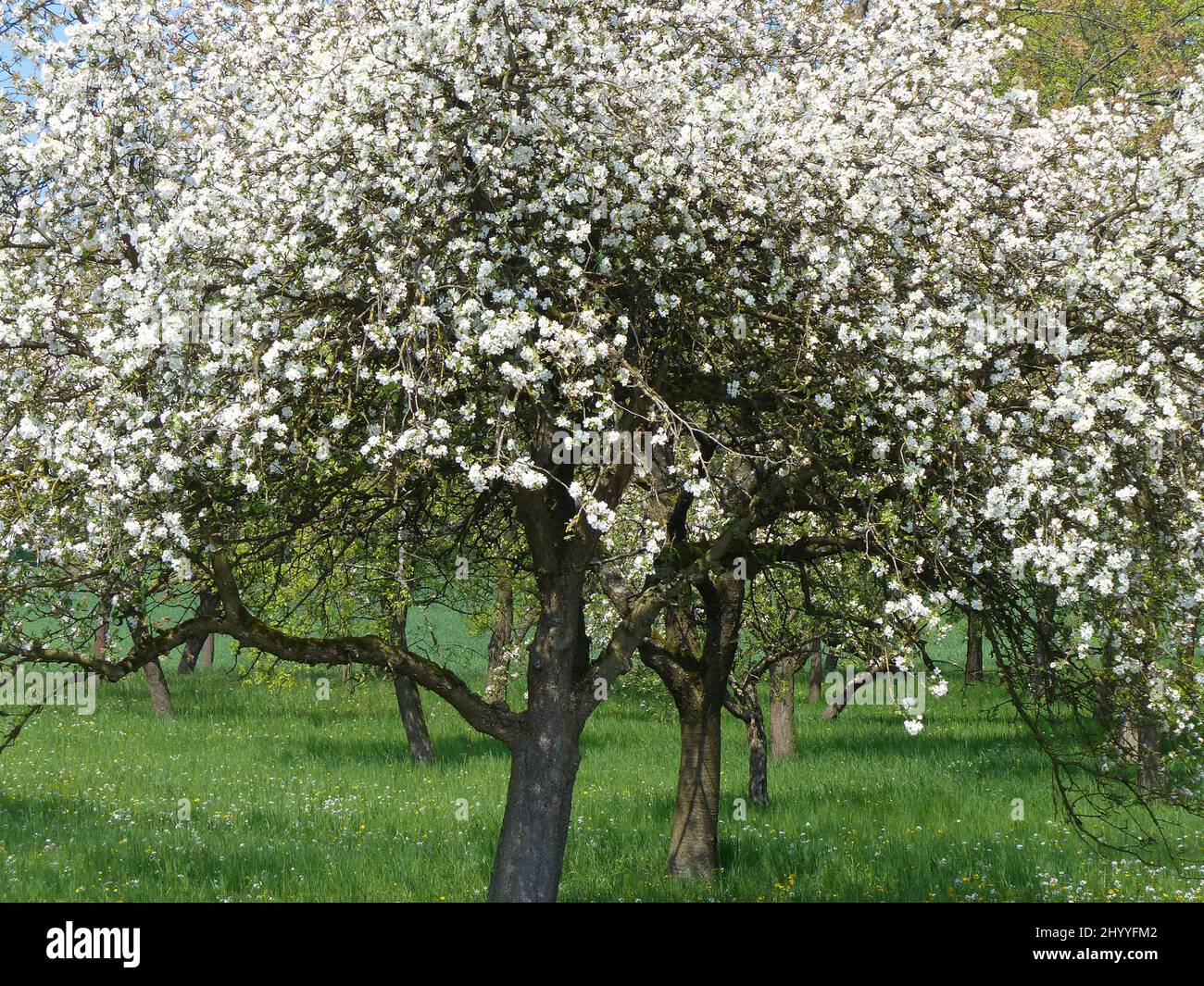 Blooming Apple Trees Stock Photo - Alamy