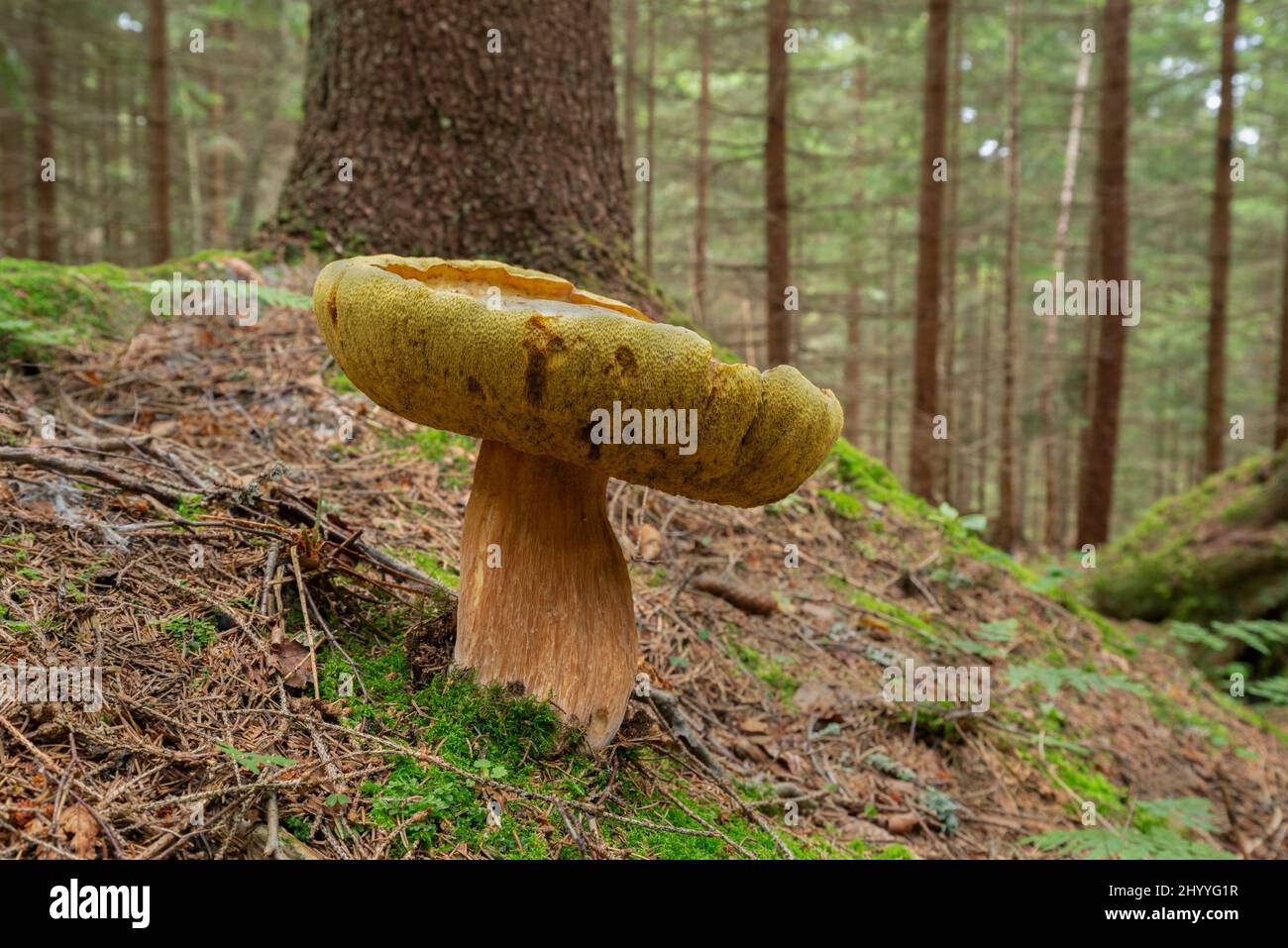 Large bolete mushroom growing in coniferous forest in Sweden Stock ...