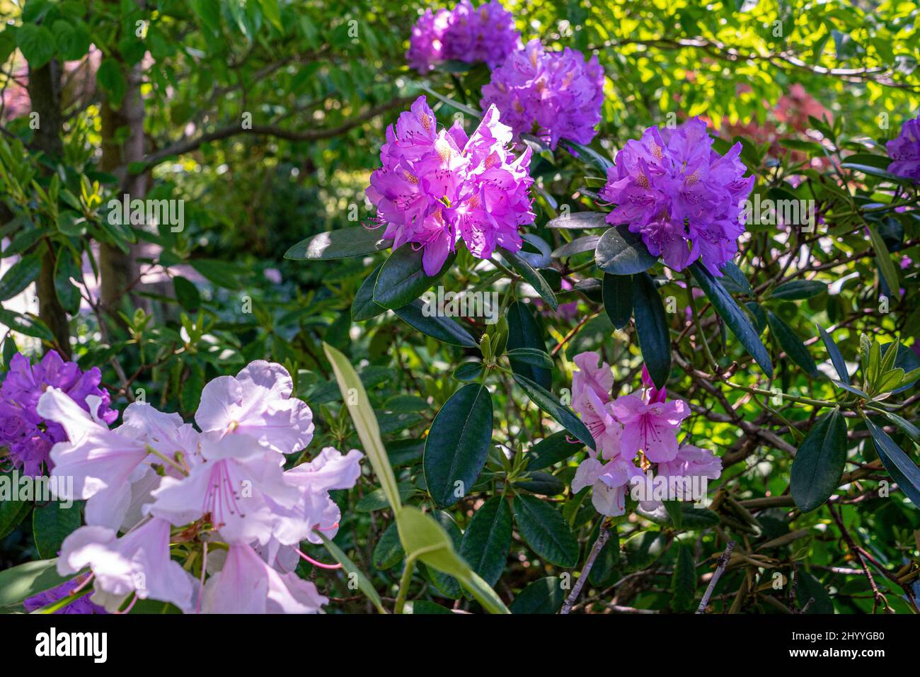 violet blossoms growing in summer in a lush garden Stock Photo - Alamy