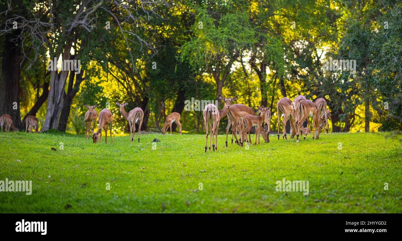 Beautiful view of baby dears grazing grass in a open field at the ...