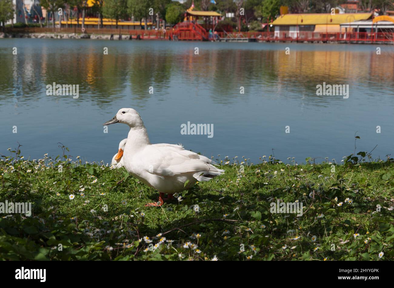 Shot of ducks at the park Stock Photo - Alamy