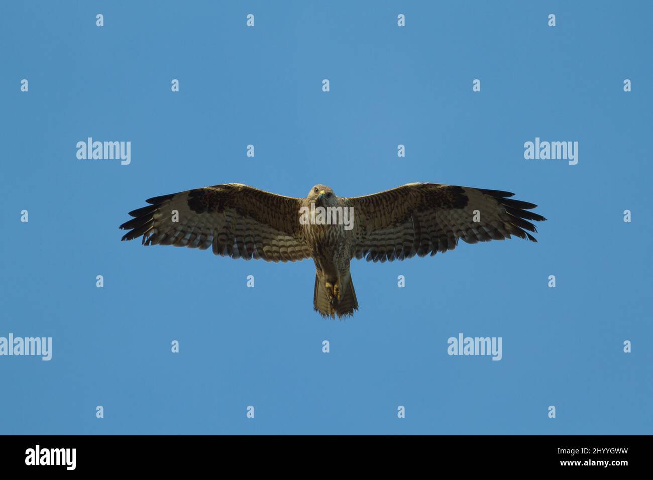 Buzzard hunting above Stock Photo - Alamy