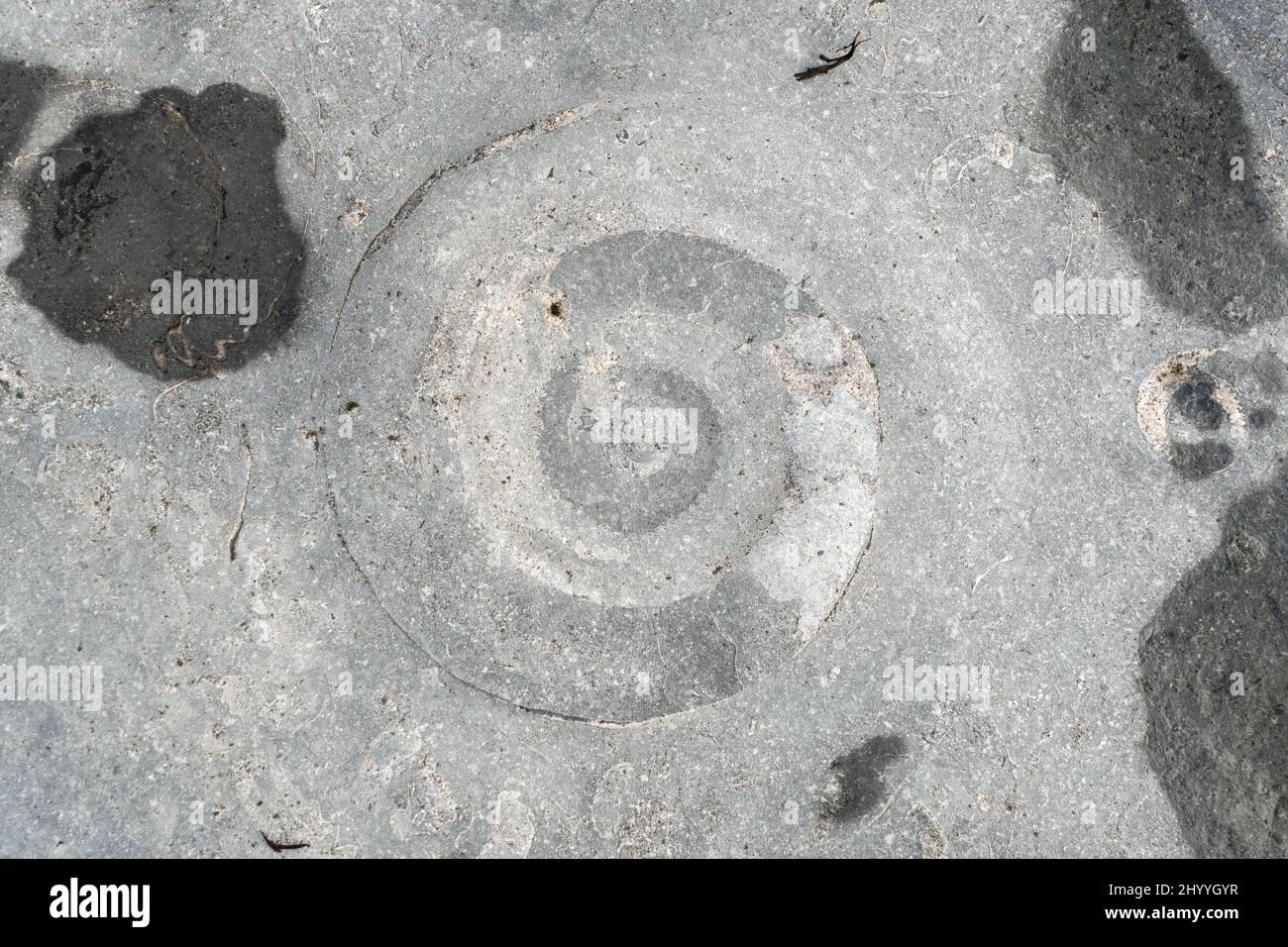 Closeup of fossils in the ammonite pavement at Lyme Regis on the ...