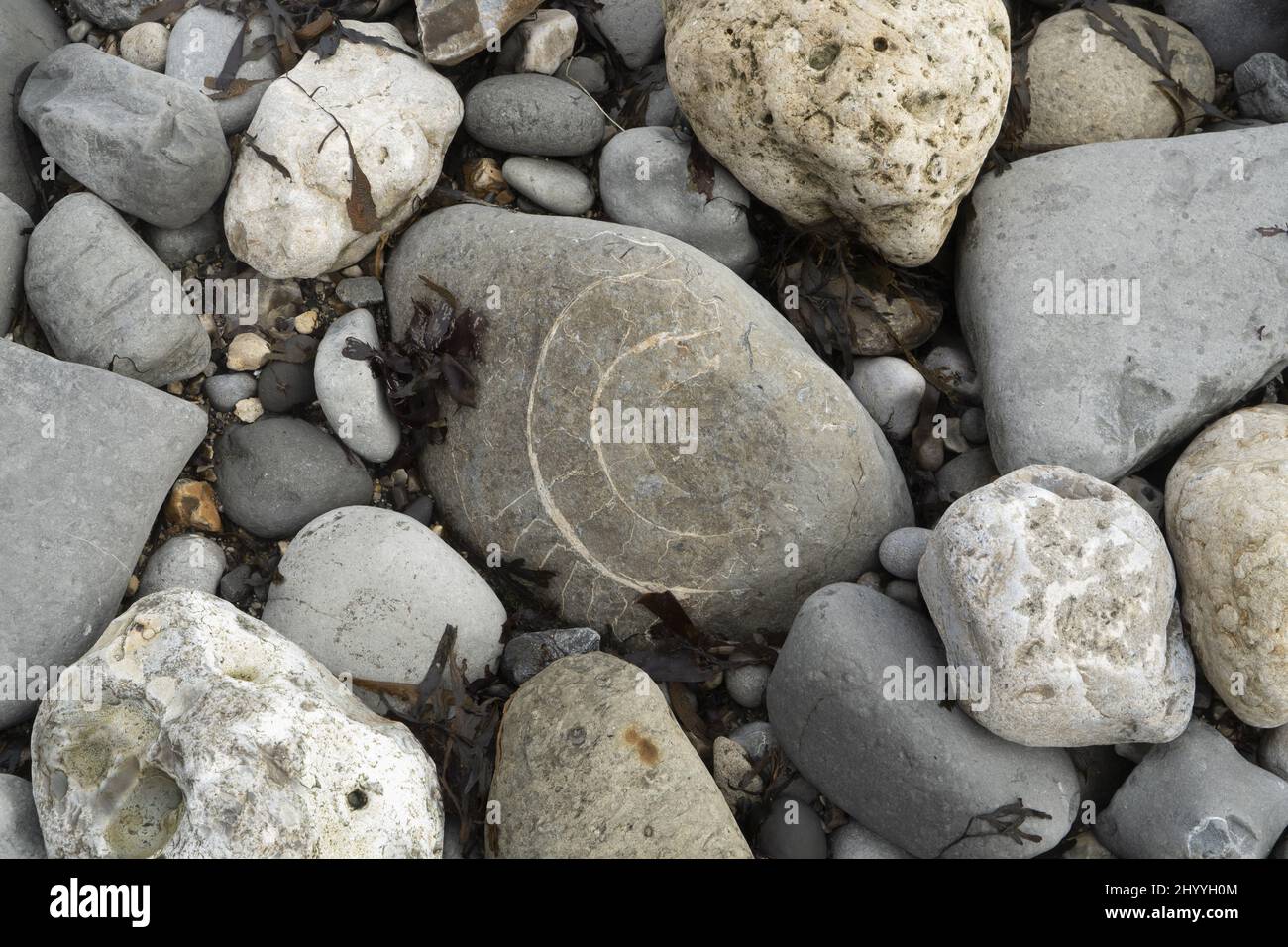In the ammonite pavement at Lyme Regis on the Jurassic Coast, Dorset ...