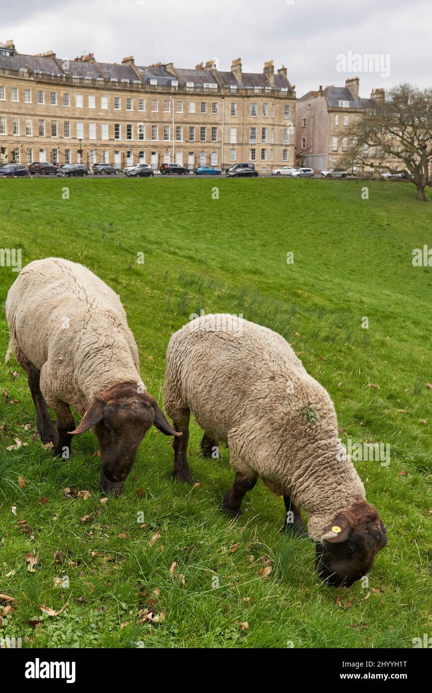 Sheep grazing in field in front of historic crescent in the UNESCO ...
