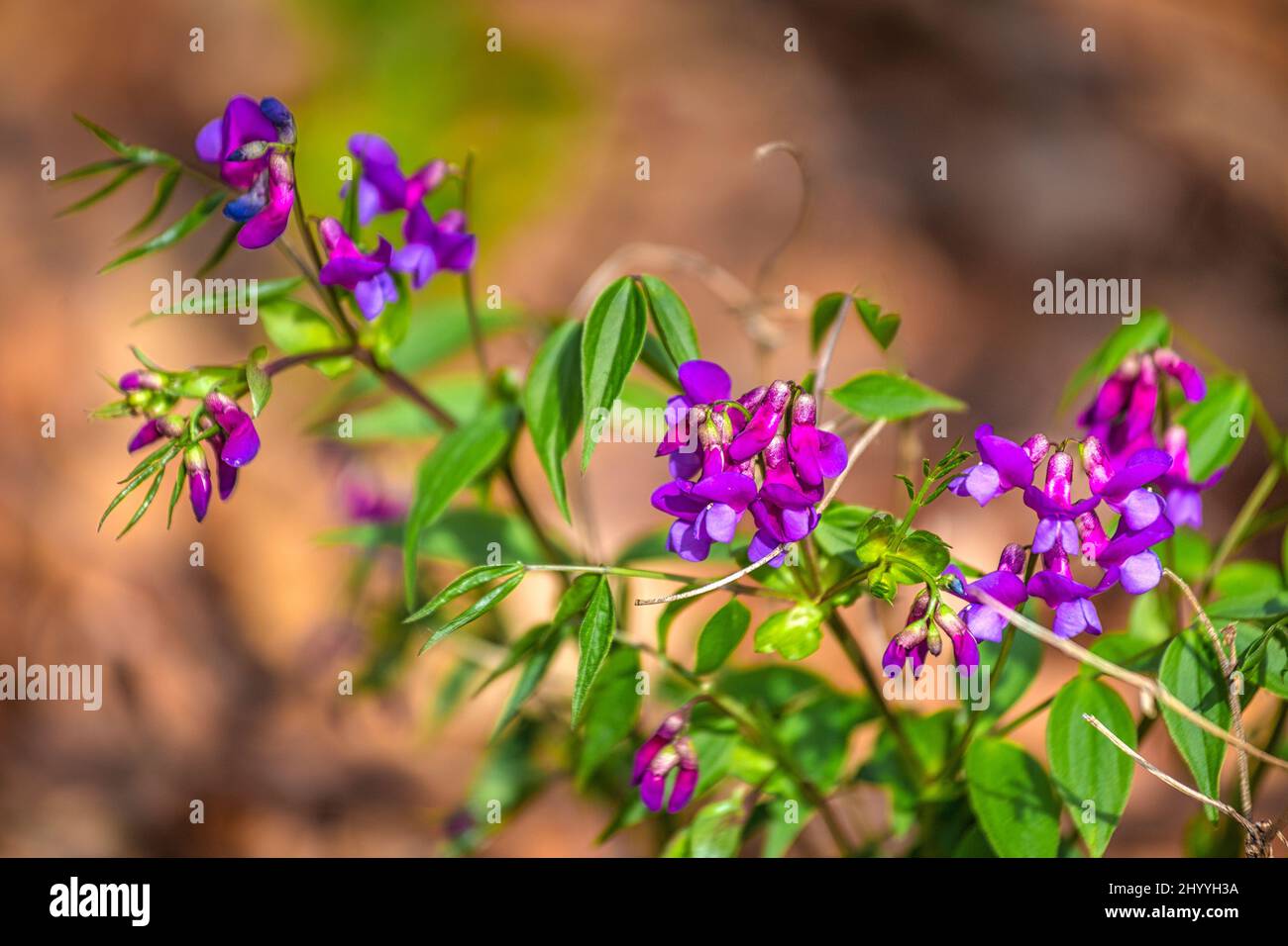 Flat pea flowers hi-res stock photography and images - Alamy
