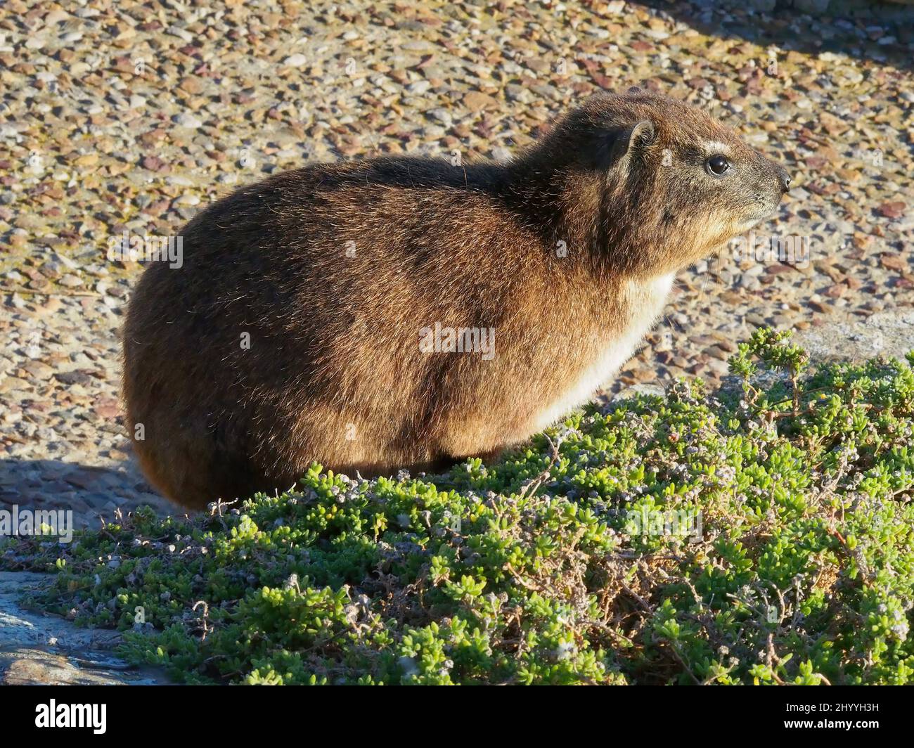 Closeup of a Rock Hyrax (also called dassie), Table Mountain, South ...