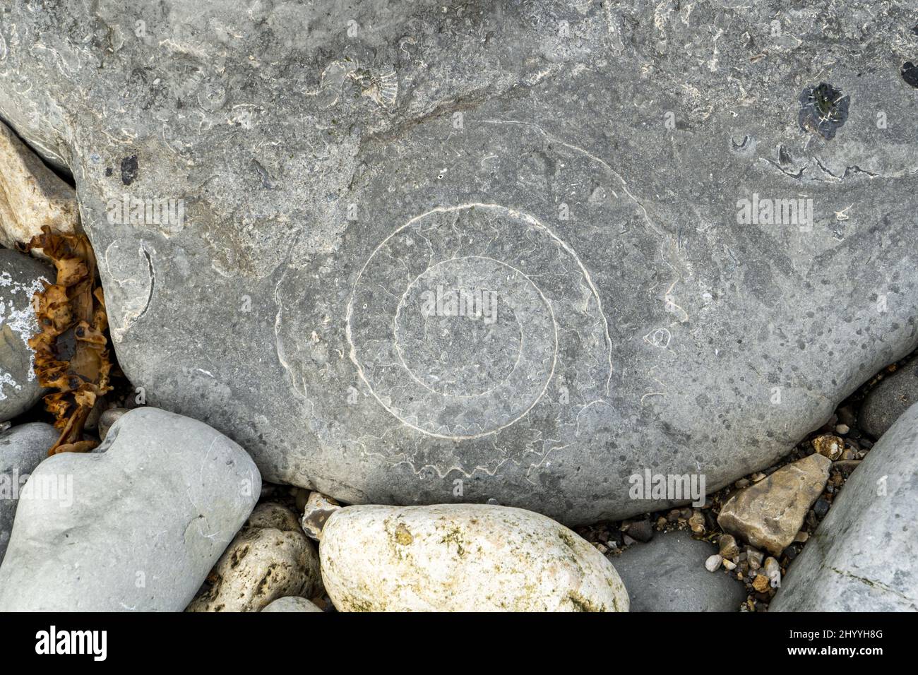 In the ammonite pavement at Lyme Regis on the Jurassic Coast, Dorset ...