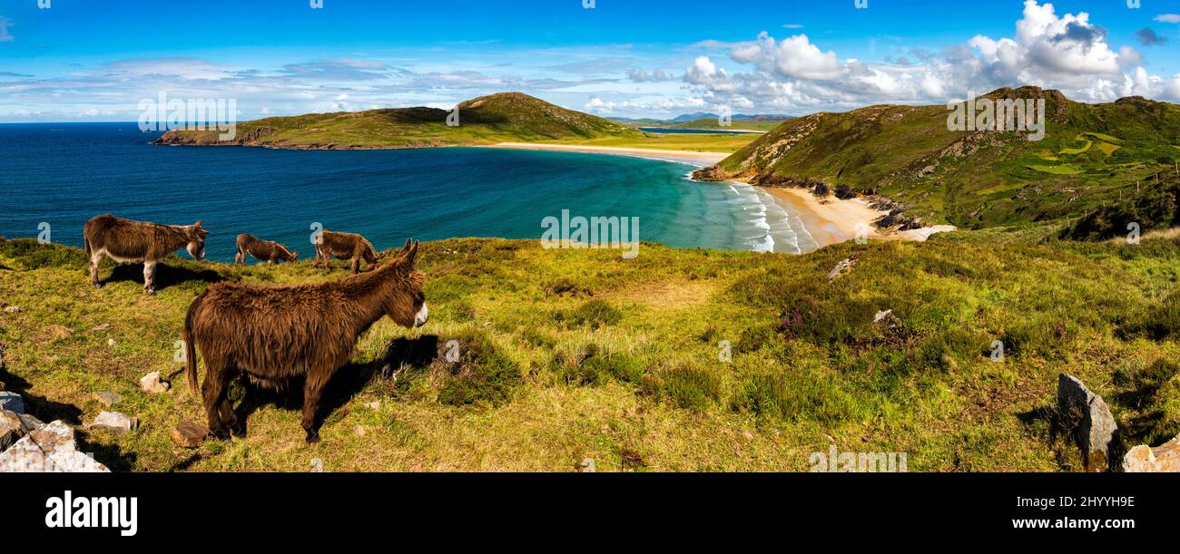 Donkeys at Tranarossan Beach, Rosguill, County Donegal, Ireland Stock ...