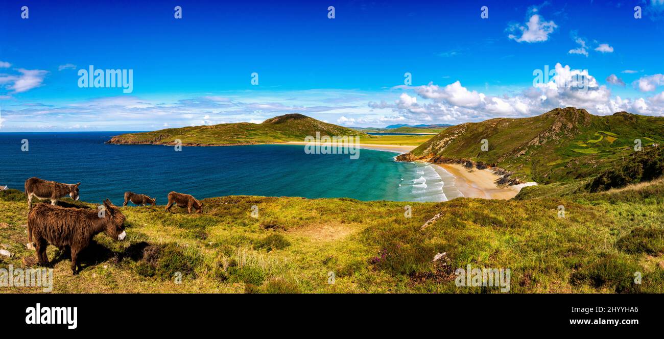 Donkeys at Tranarossan Beach, Rosguill, County Donegal, Ireland Stock ...