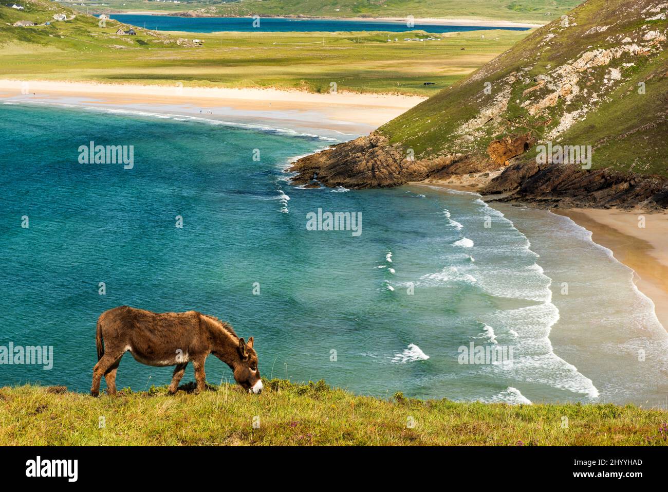 Donkeys at Tranarossan Beach, Rosguill, County Donegal, Ireland Stock ...