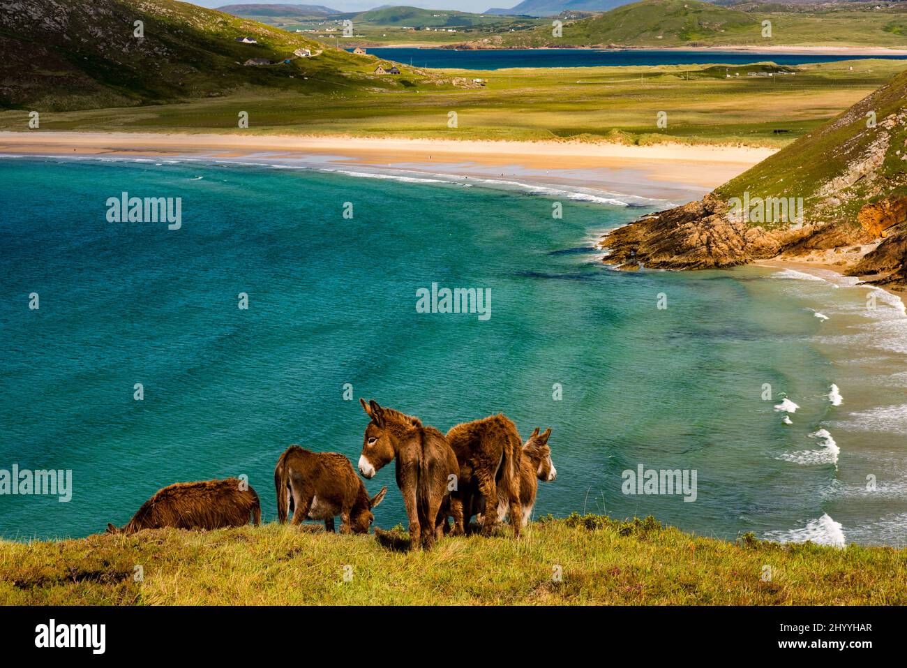 Donkeys at Tranarossan Beach, Rosguill, County Donegal, Ireland Stock ...