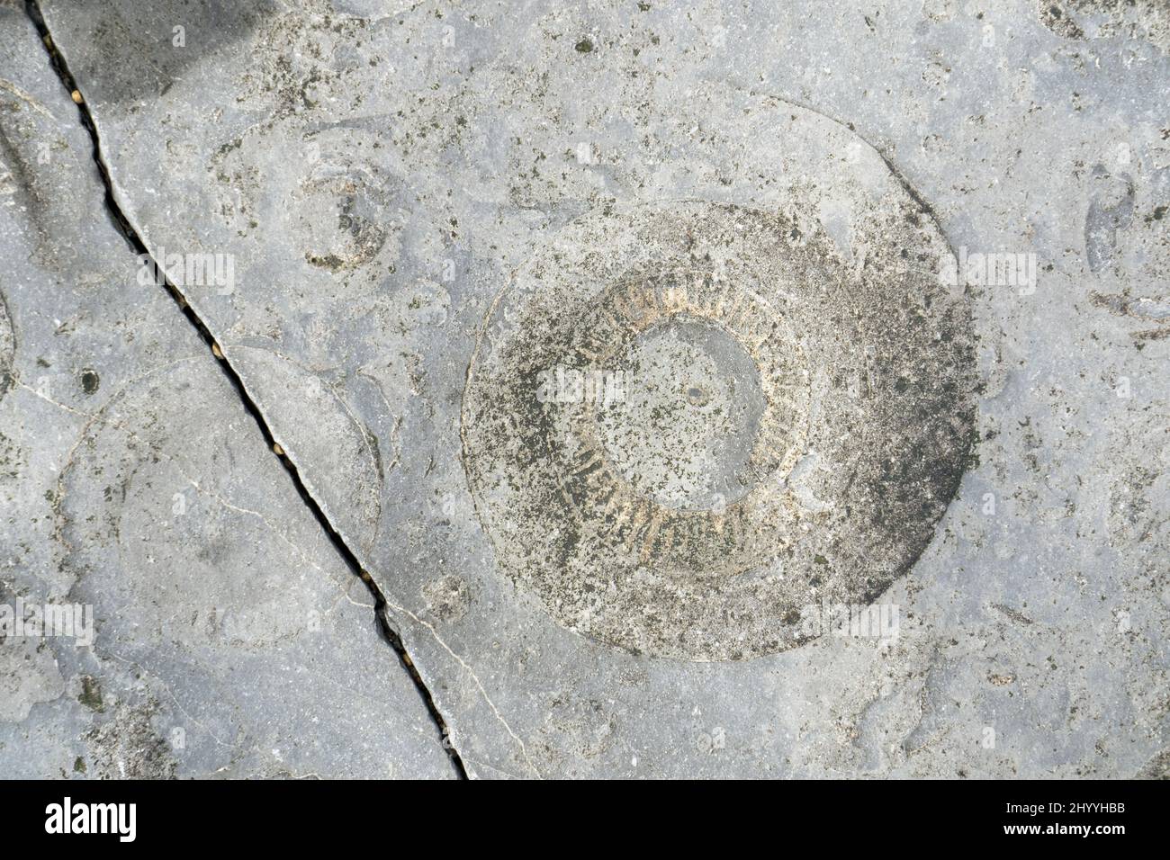 In the ammonite pavement at Lyme Regis on the Jurassic Coast, Dorset ...