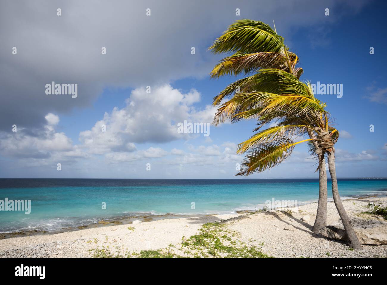 Two palm trees sway in the wind. Tropical beach Stock Photo - Alamy