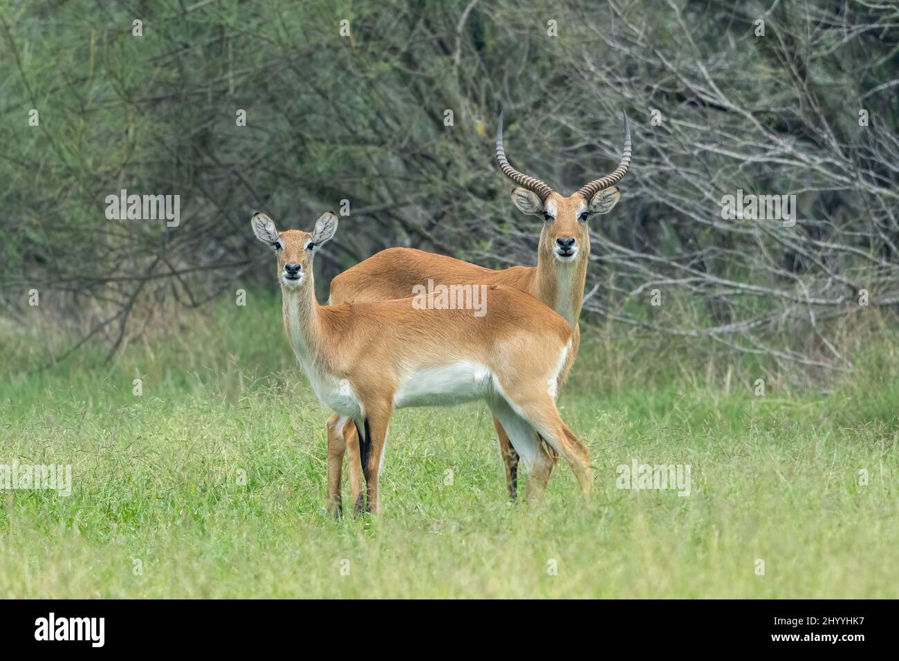 Female lechwe hi-res stock photography and images - Alamy