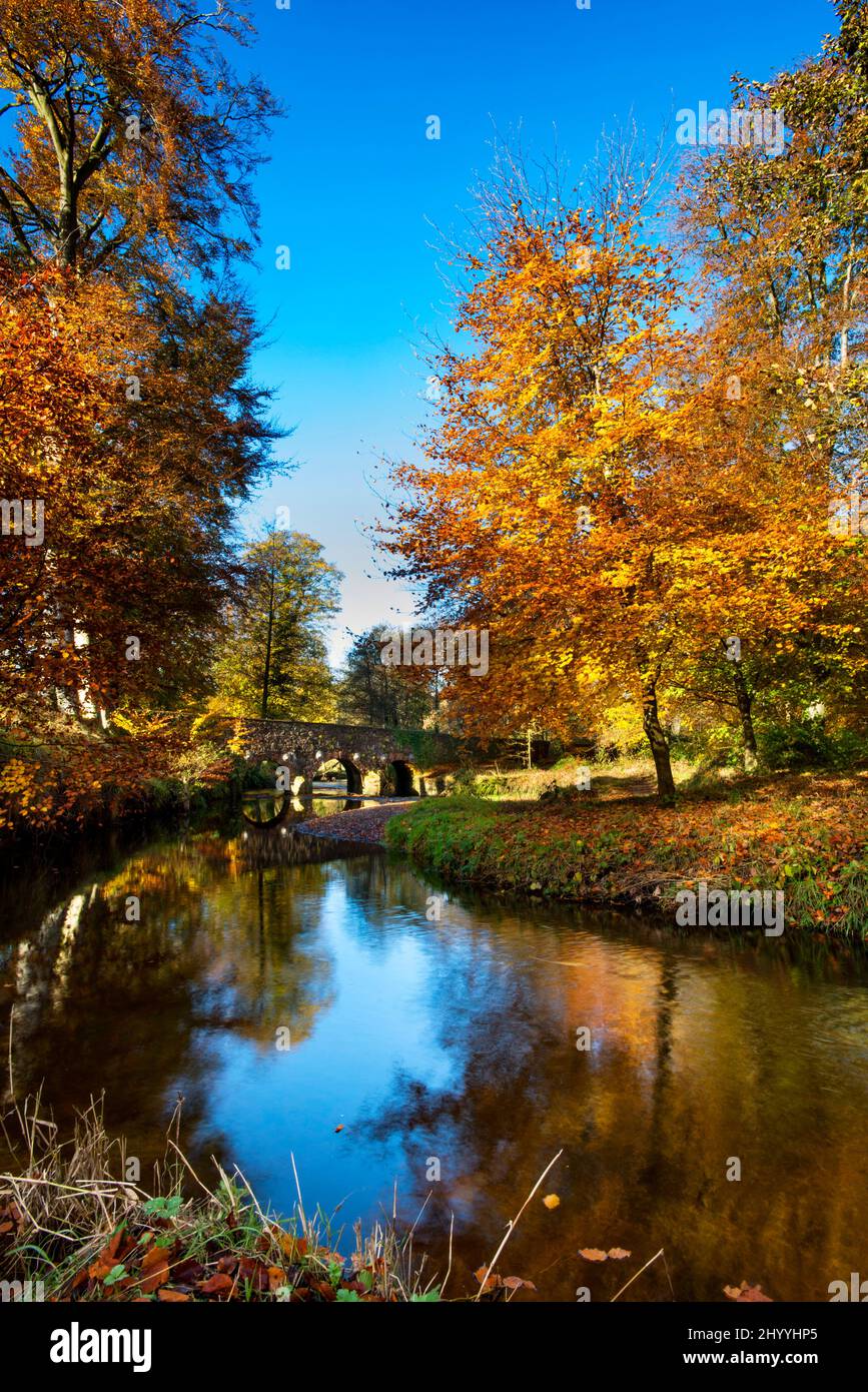 Autumn at the Minowburn Beeches in Lagan Valley Regional Park ...