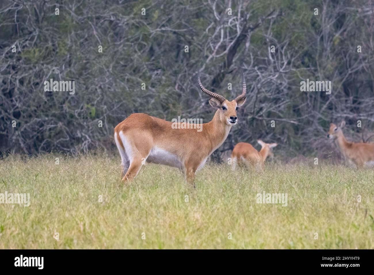 A male Red Lechwe, Kobus leche, roaming free in an 800-acre private ...