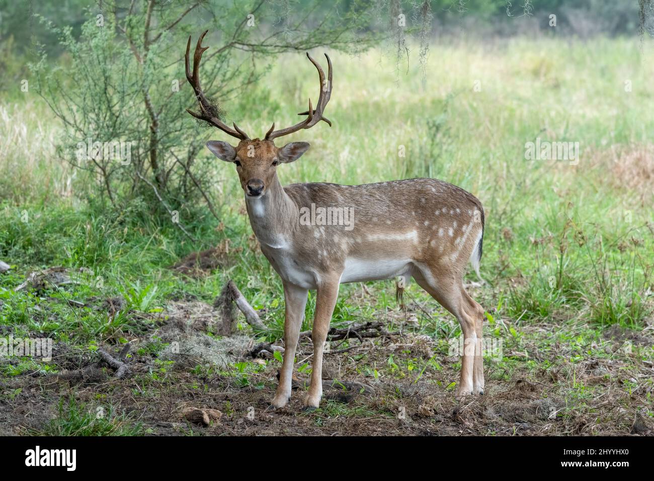 Male european fallow deer hi-res stock photography and images - Alamy