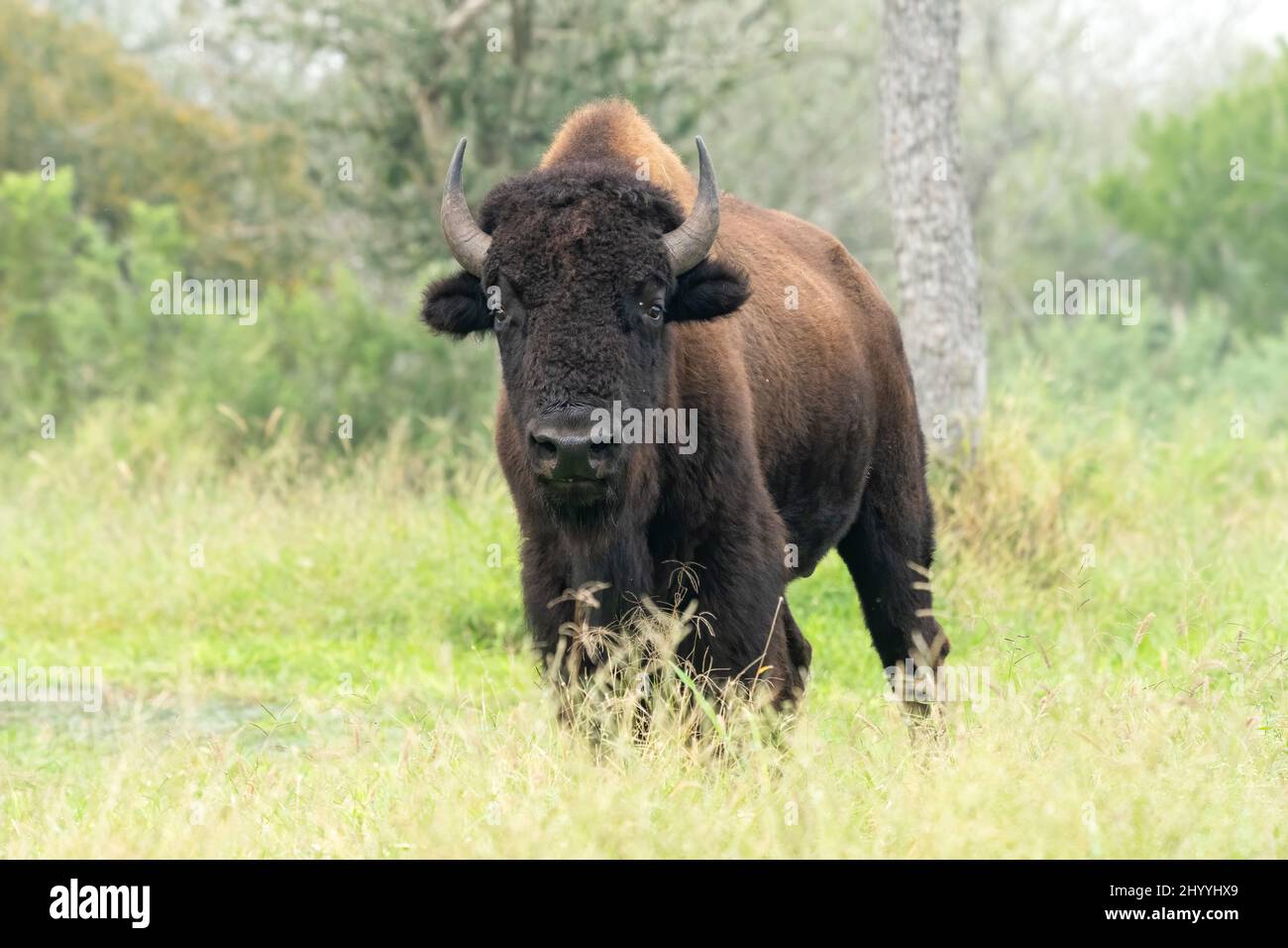 An American Bison roaming free in an 800-acre private reserve in south ...