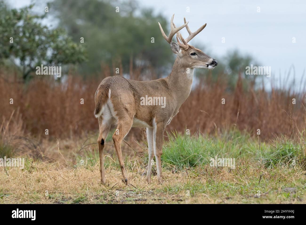 A male or buck White-Tailed Deer, Odocoileus virginianus, near Goose ...