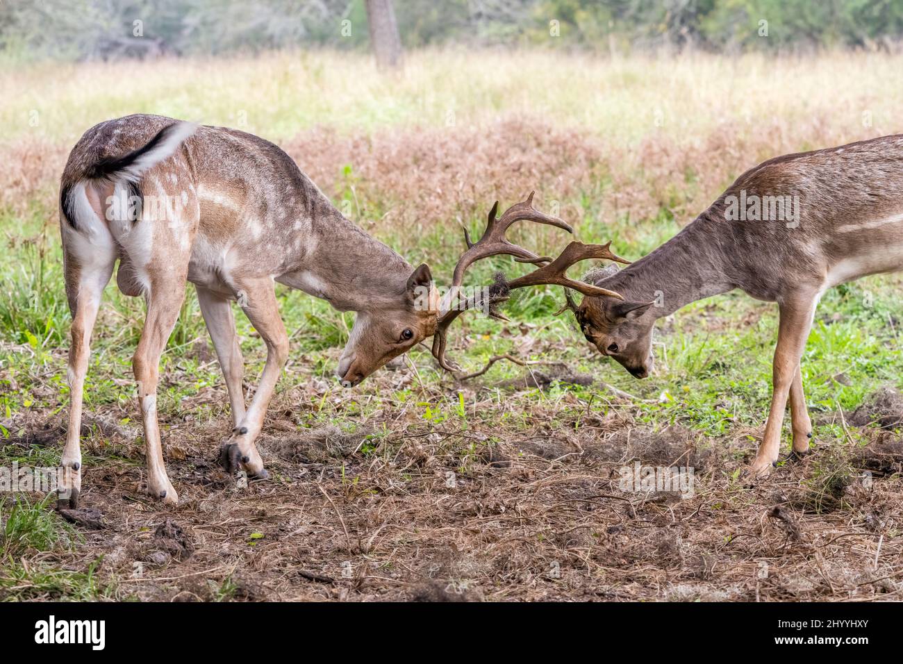 Juvenile buck male fallow deer hi-res stock photography and images - Alamy