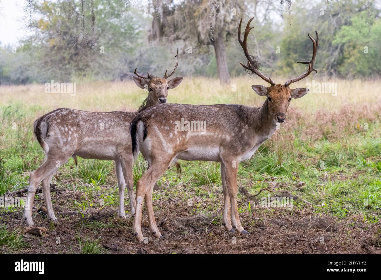 Two male European Fallow Deer, Dama dama, roaming free in an 800-acre ...