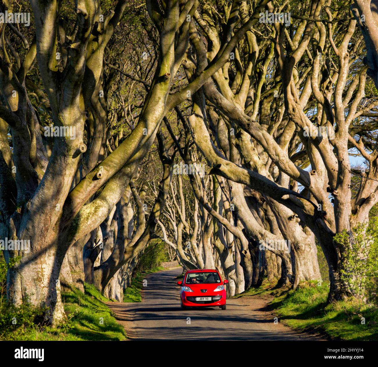 The Dark Hedges Stranocum County Antrim Northern Ireland Stock Photo ...