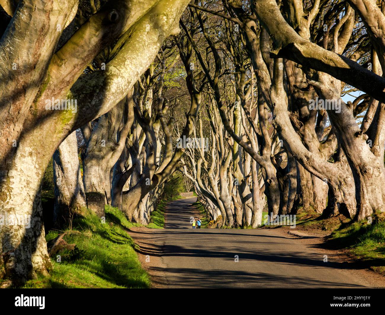 The Dark Hedges Stranocum County Antrim Northern Ireland Stock Photo ...