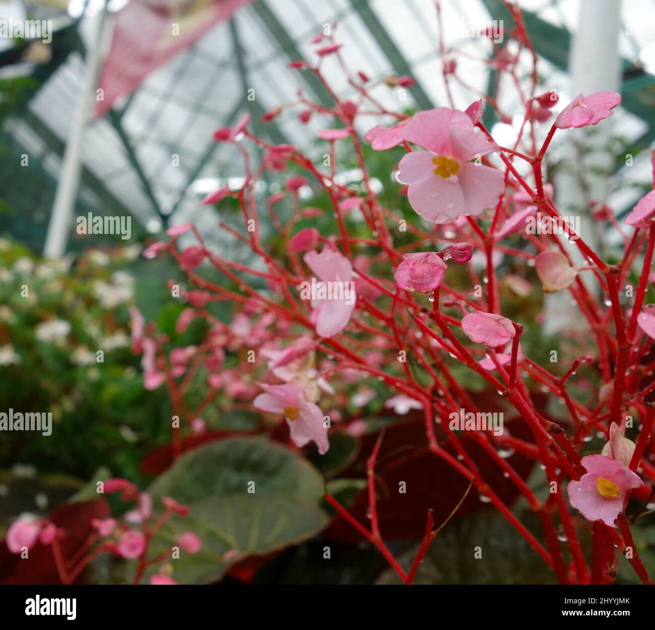 Closeup of a Begonia flower plant soaked in raindrops in a botanical ...