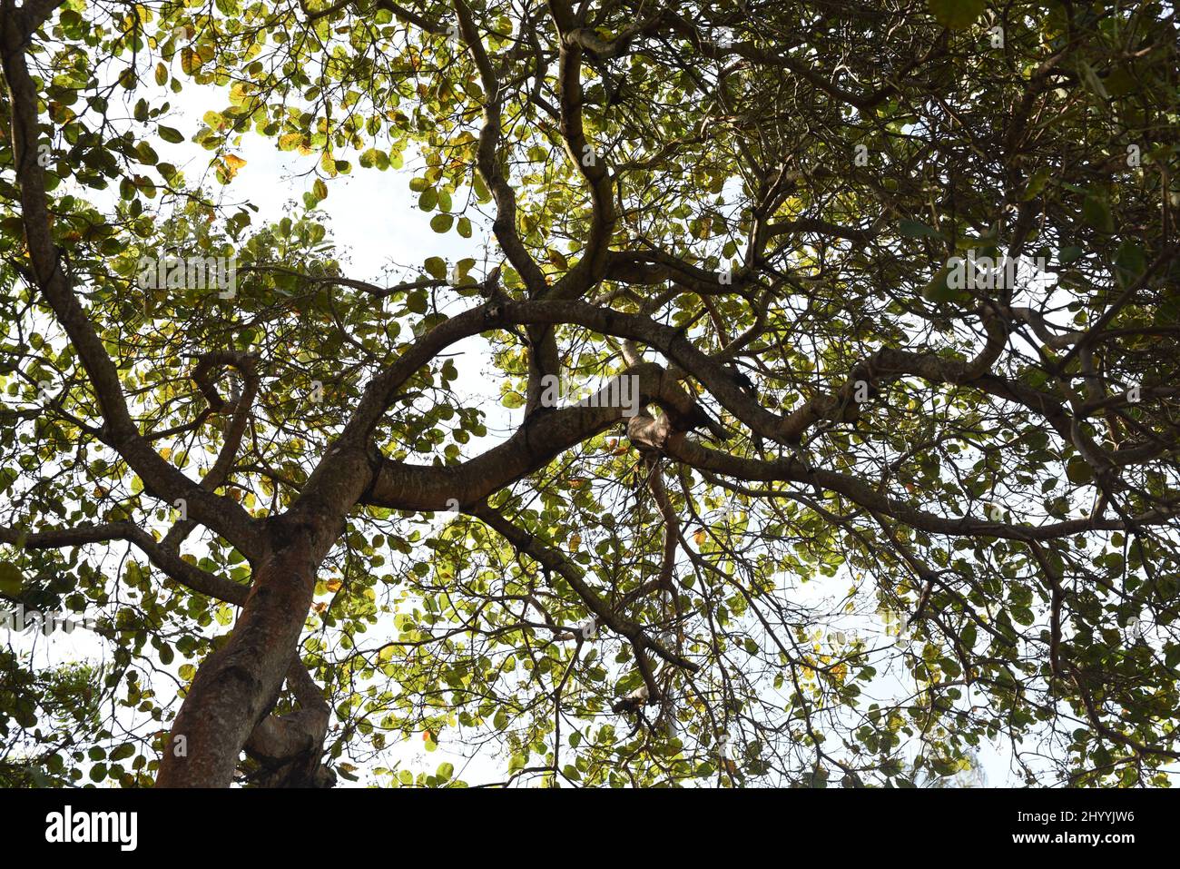 Low angle shot of tall tree branches and leaves against a light blue ...