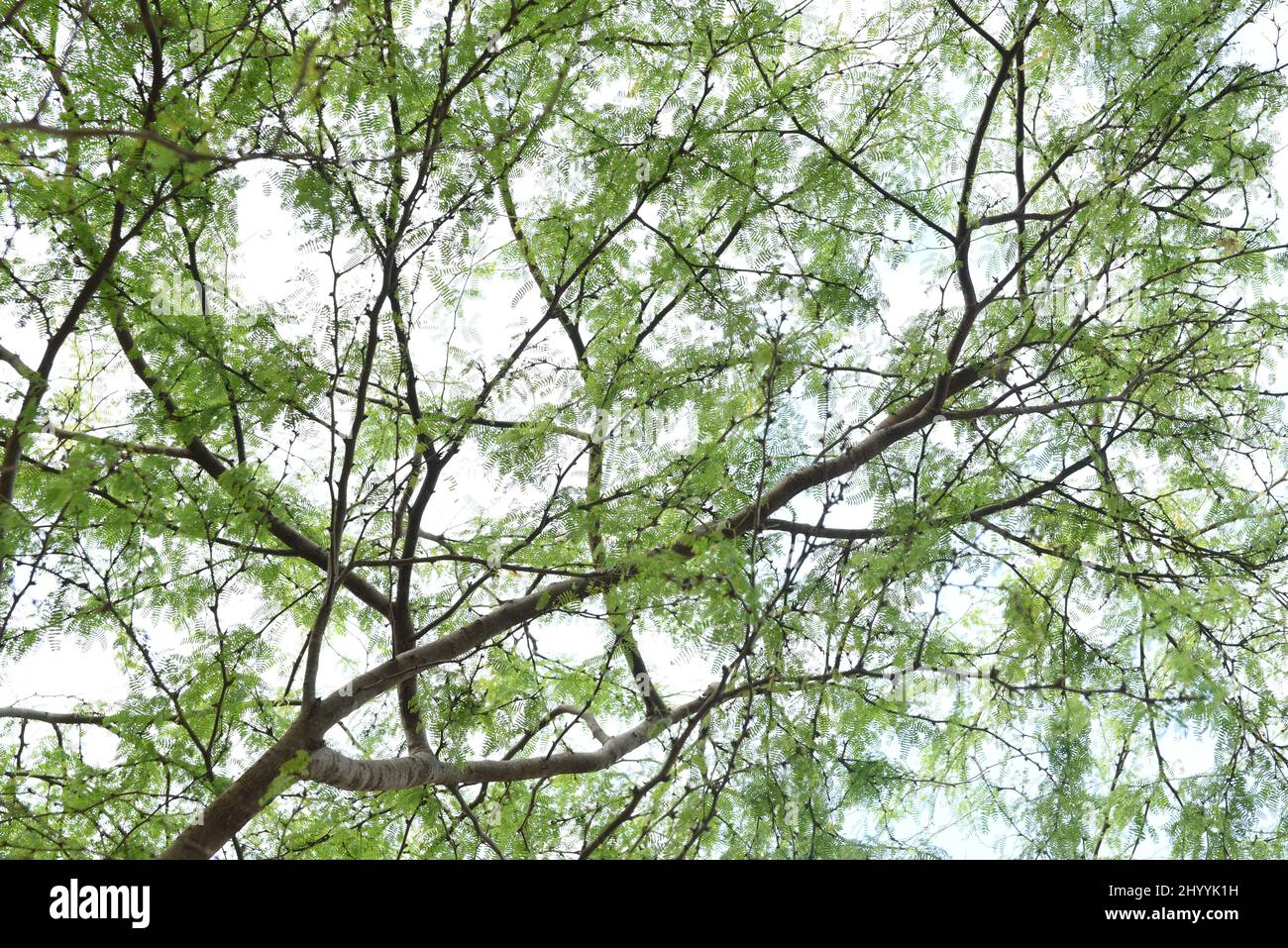 Low angle shot of tall tree branches and leaves against a light blue ...
