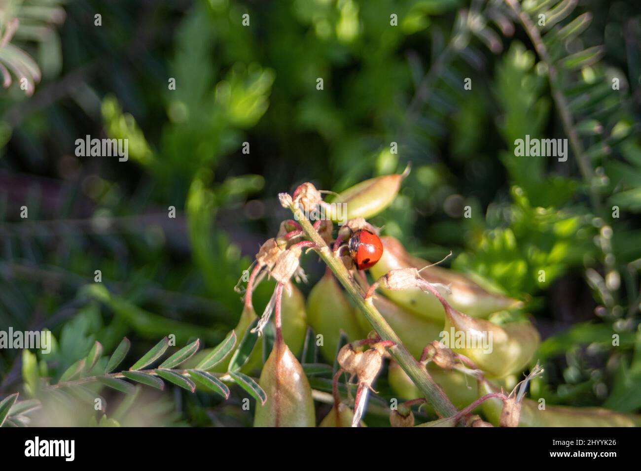 Bean beetles hi-res stock photography and images - Alamy