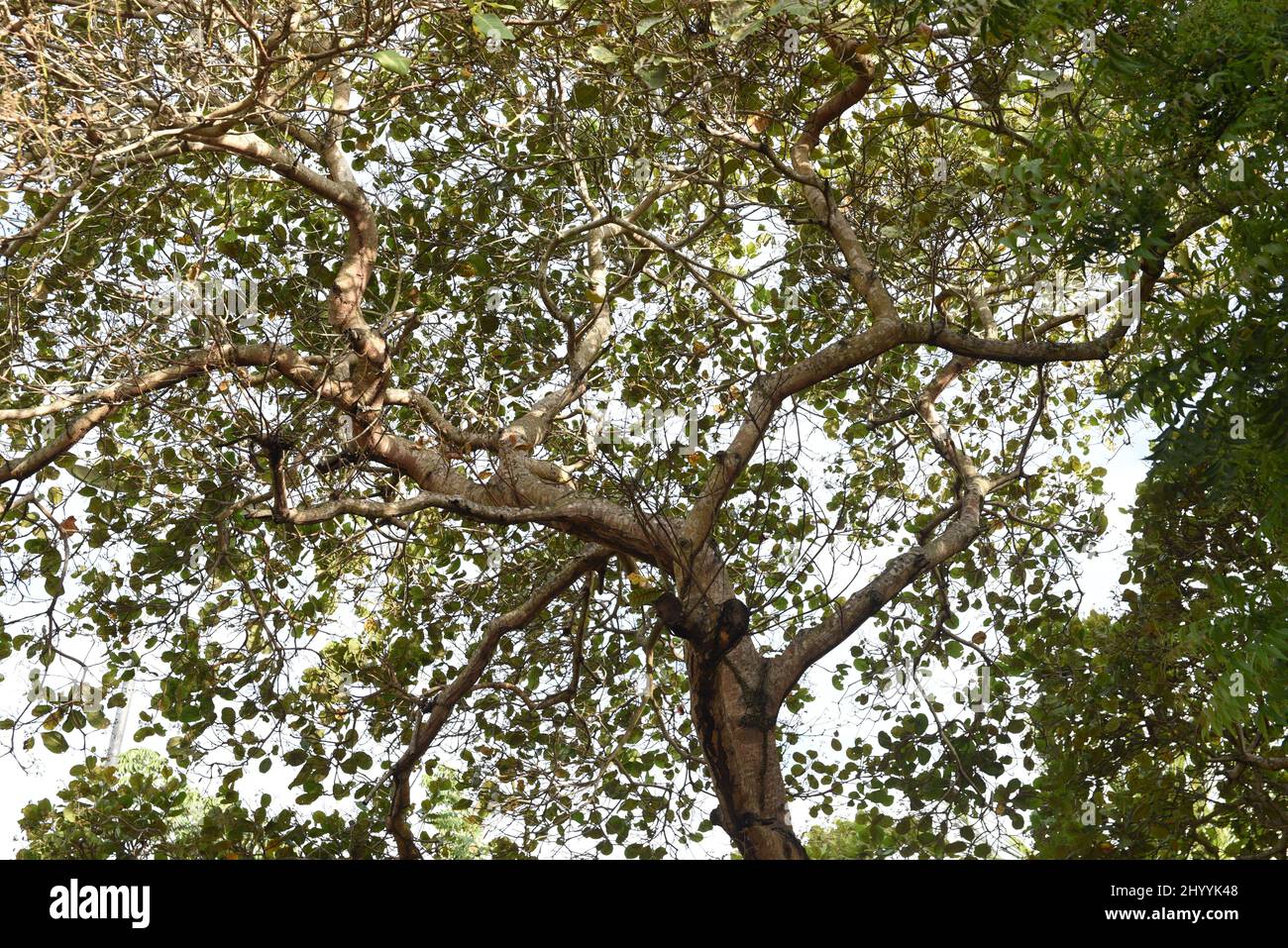Low angle shot of tall tree branches and leavers against a light blue ...
