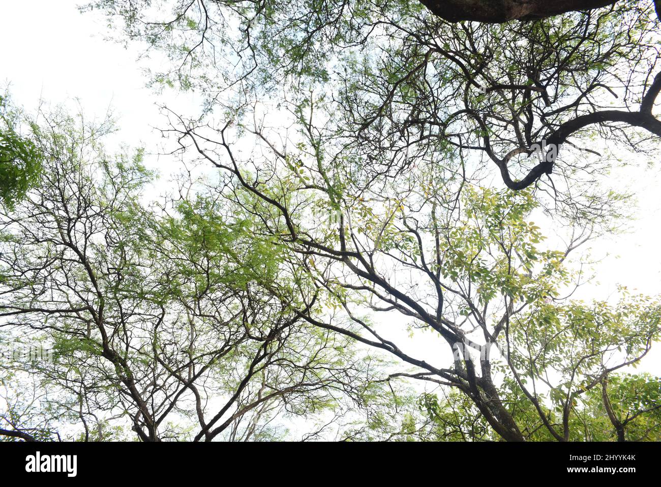 Low angle shot of tall tree branches and leaves against a light blue ...