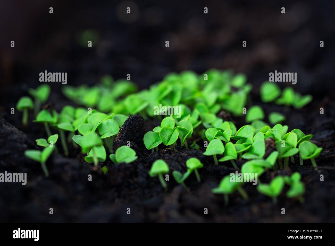 Ocimum basilicum hi-res stock photography and images - Alamy