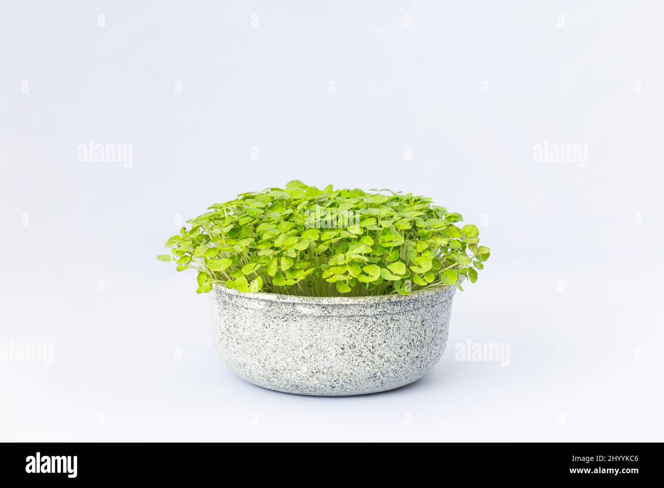 Chia plant in pot hi-res stock photography and images - Alamy