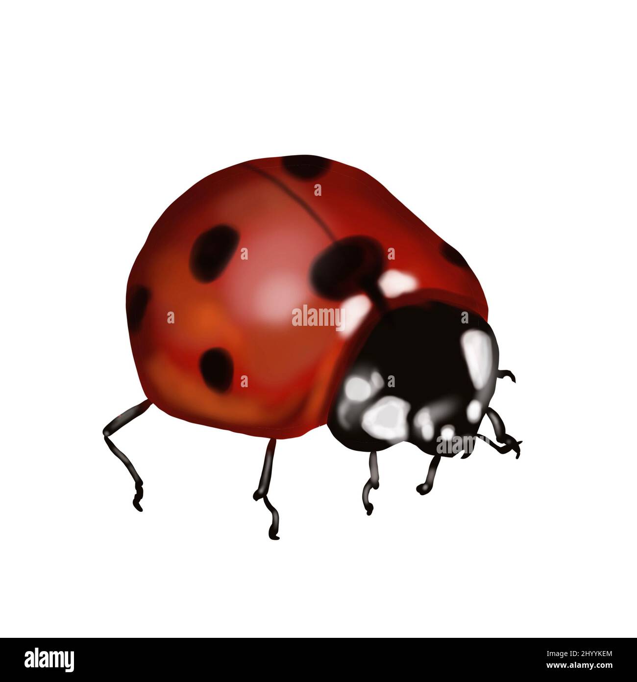 Watercolor ladybug. Realistic illustration on a white background Stock ...