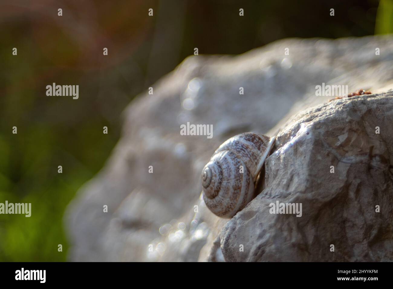 Closeup shot of a snail shell on a rock with a blurry background Stock ...